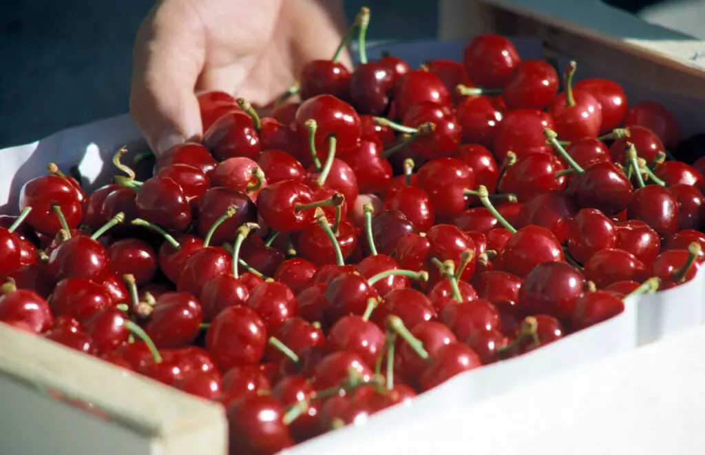 Jerte Valley 02 Cherries