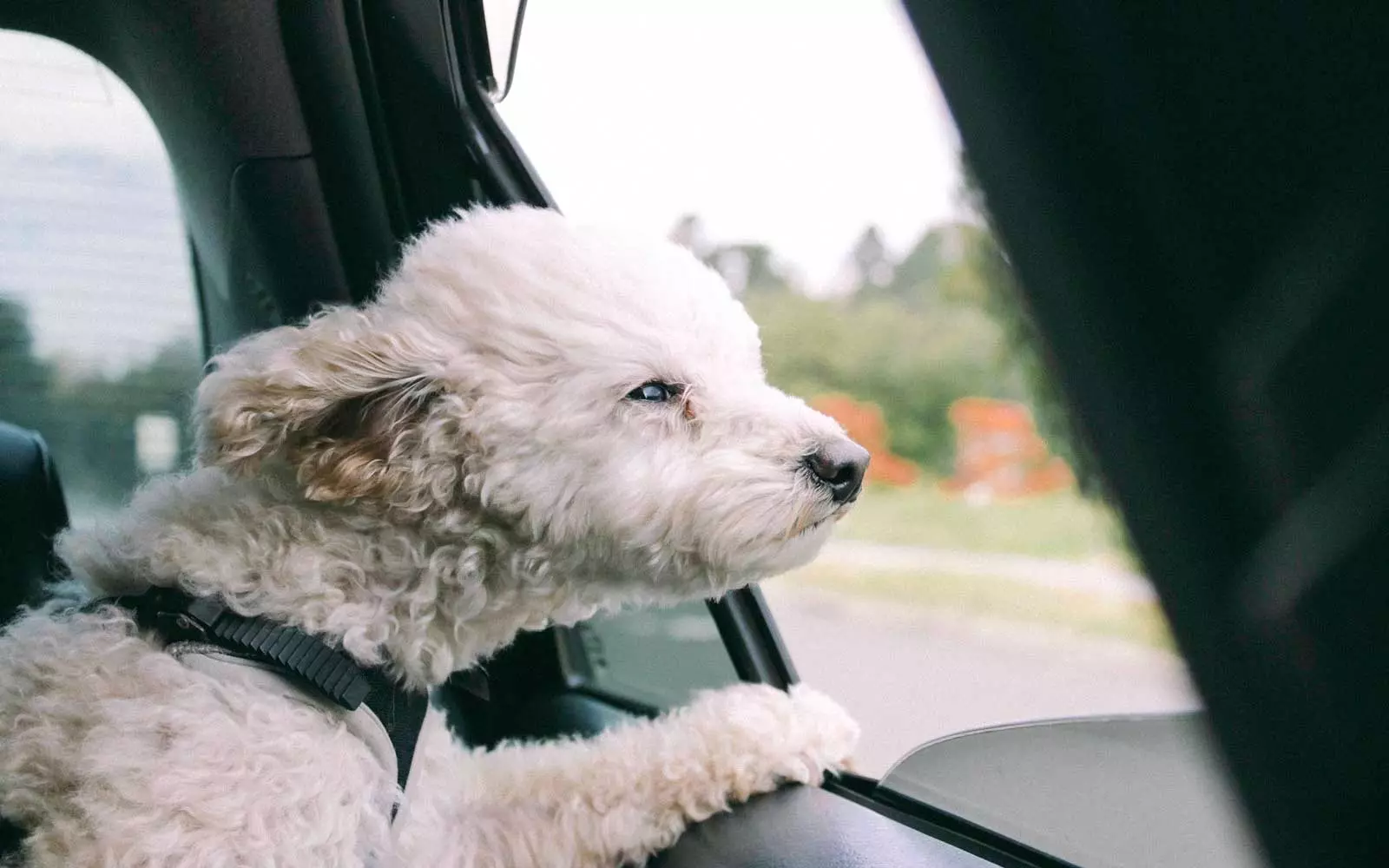 C'est l'amende de la DGT pour ne pas avoir de chien dans la voiture