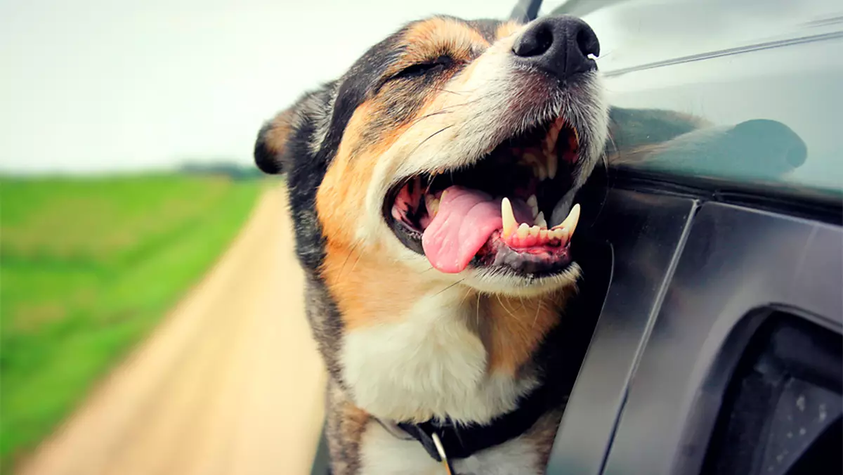 Aquesta és la multa de la DGT per no portar assegurada correctament una mascota al cotxe