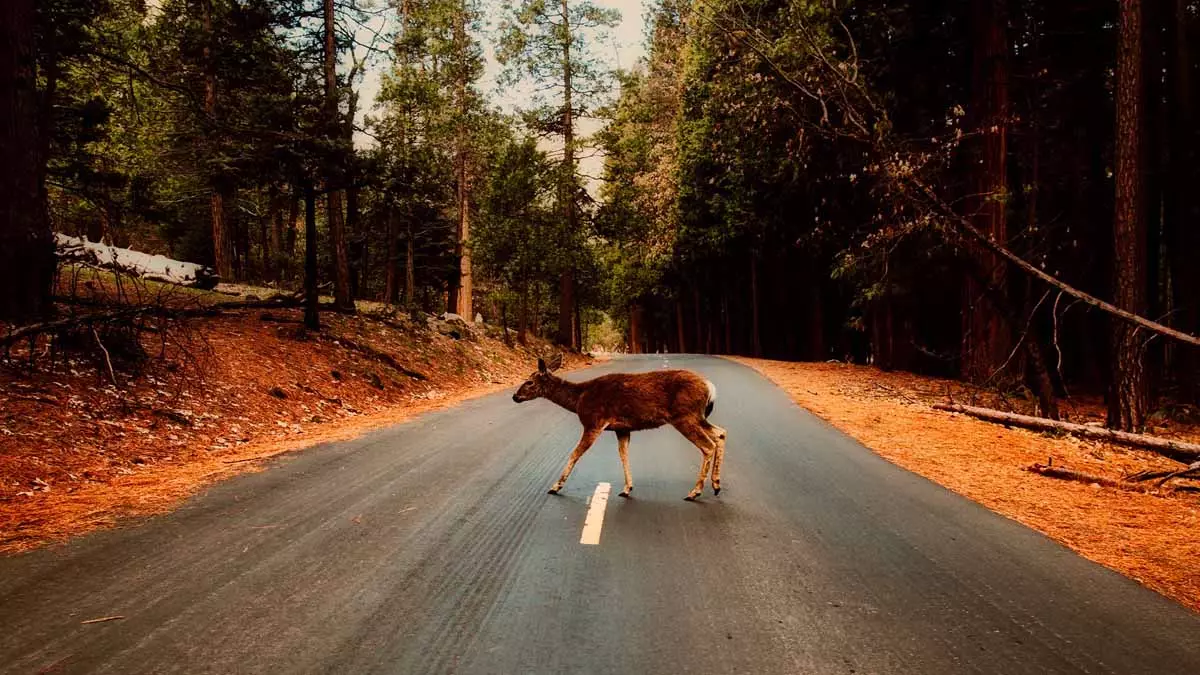 Os abusos aos animais, cada vez mais numerosos