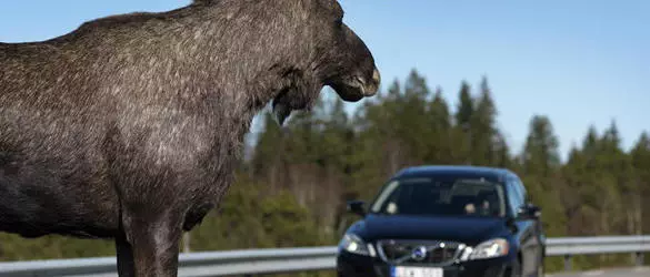 Volvo: Wild Animal Collision Detection System