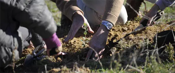 toyotareforestation