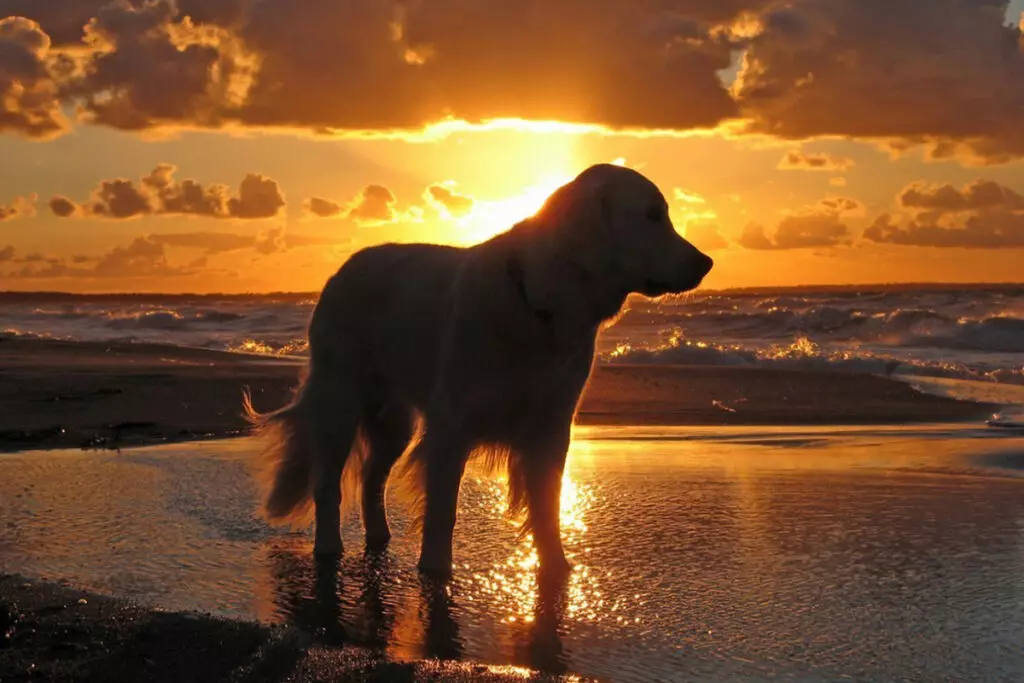 hund på stranden2