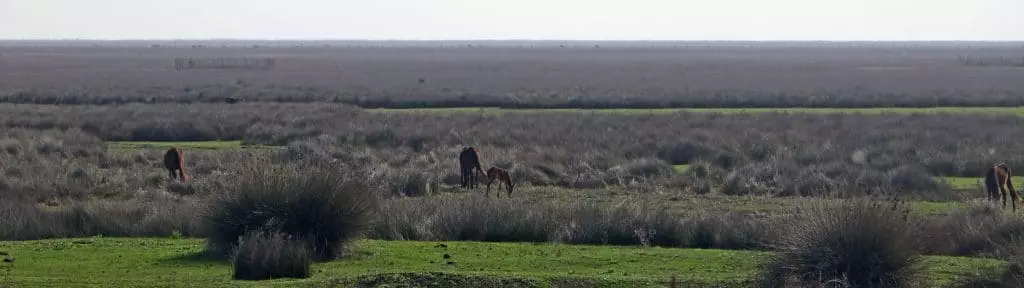 Land Rover Defender w Doñana