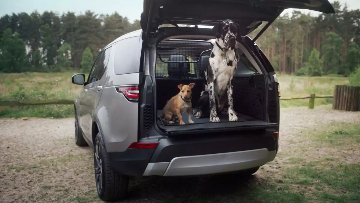 Hoe honden goed vastgezet in de auto te vervoeren?