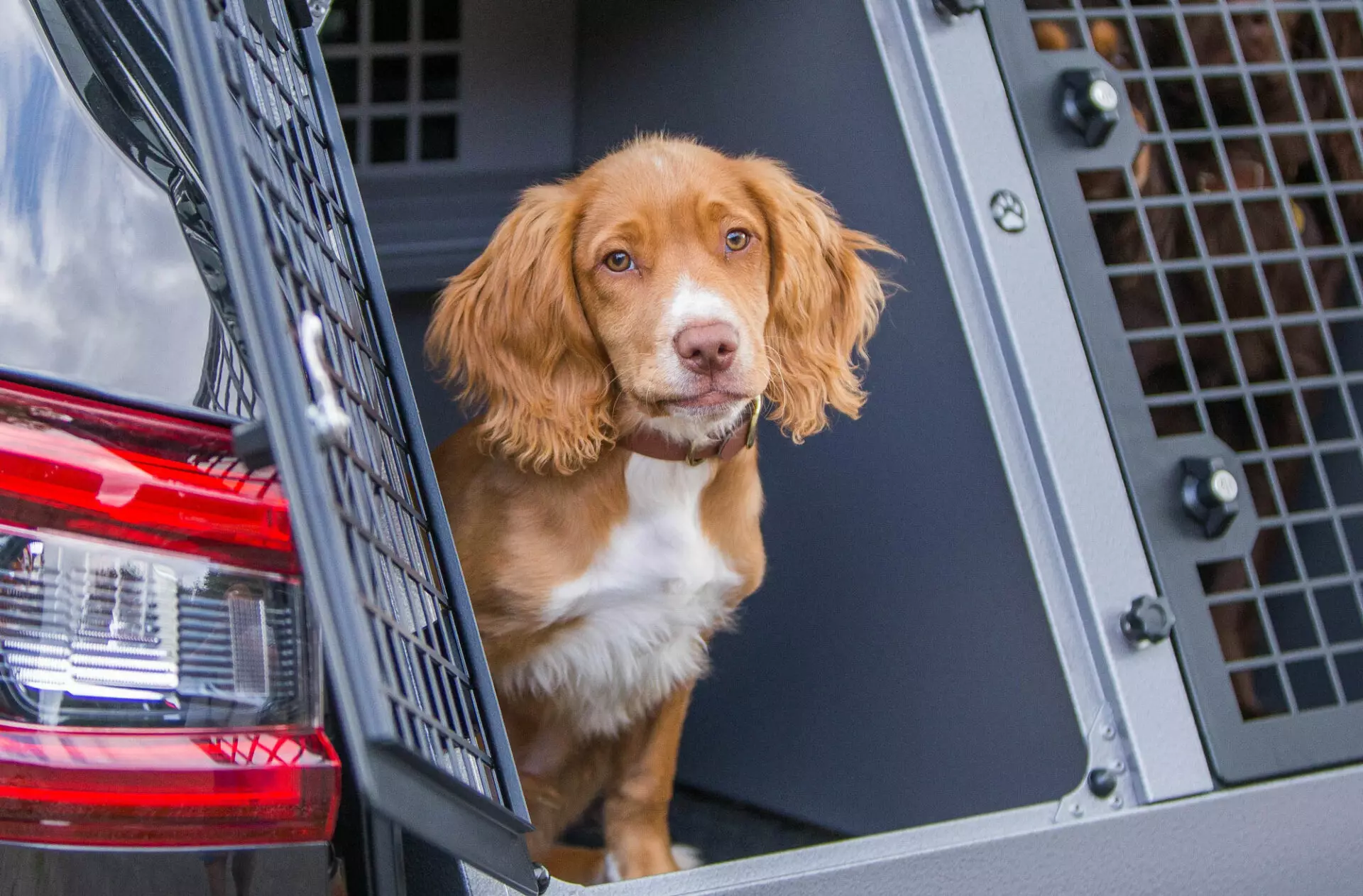 huisdieren vervoeren in de auto