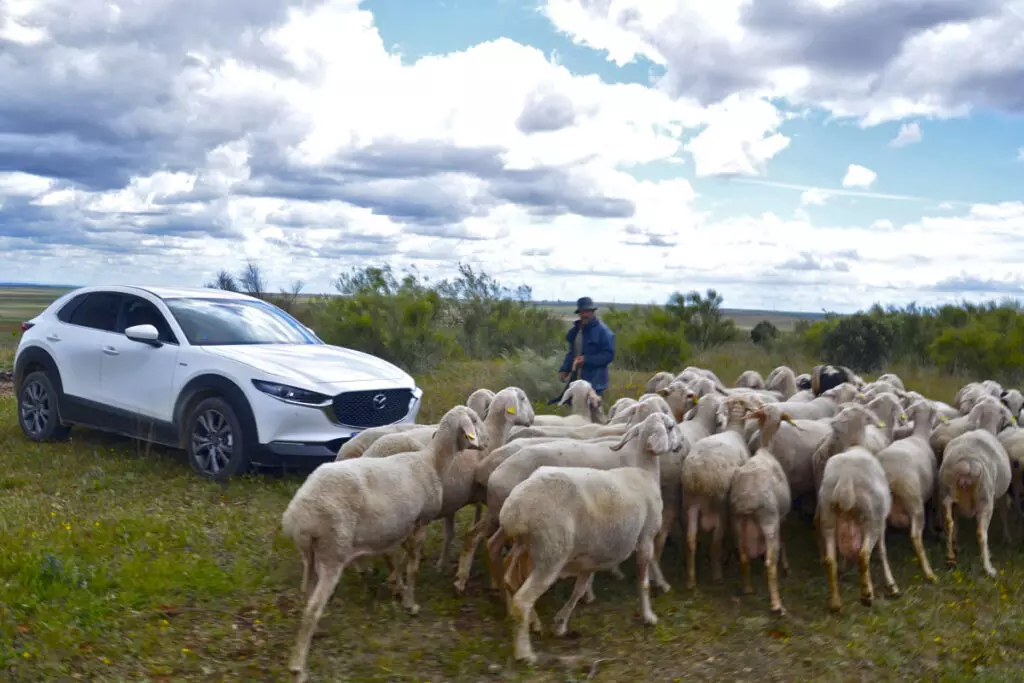 Laluan dalam Mazda CX30 melalui Tierras de Pinares