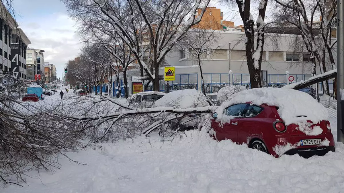 車樹雪